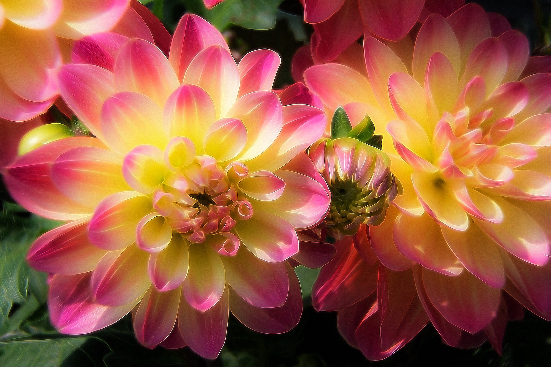 Overview - National Dahlia Society