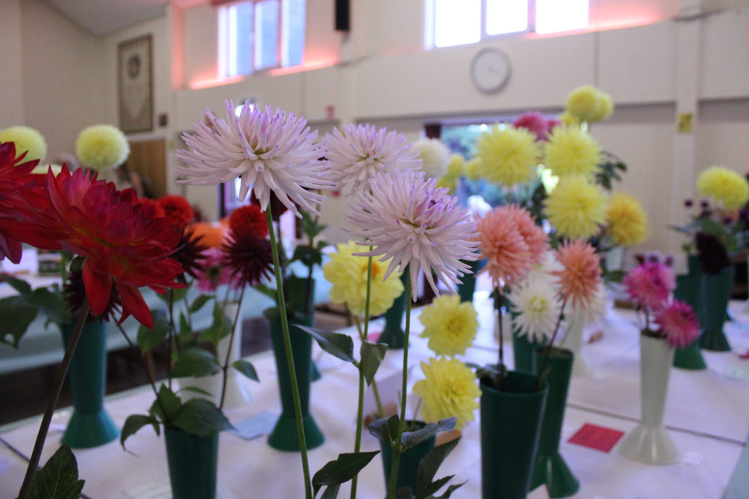 Wroughton Annual Autumn Show - National Dahlia Society