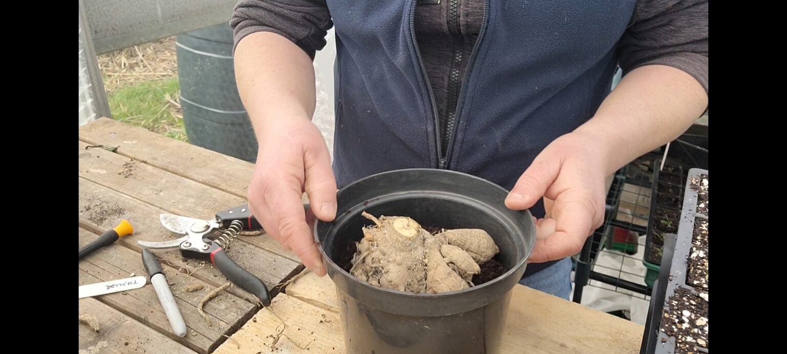 Gall / Leafy Gall - National Dahlia Society