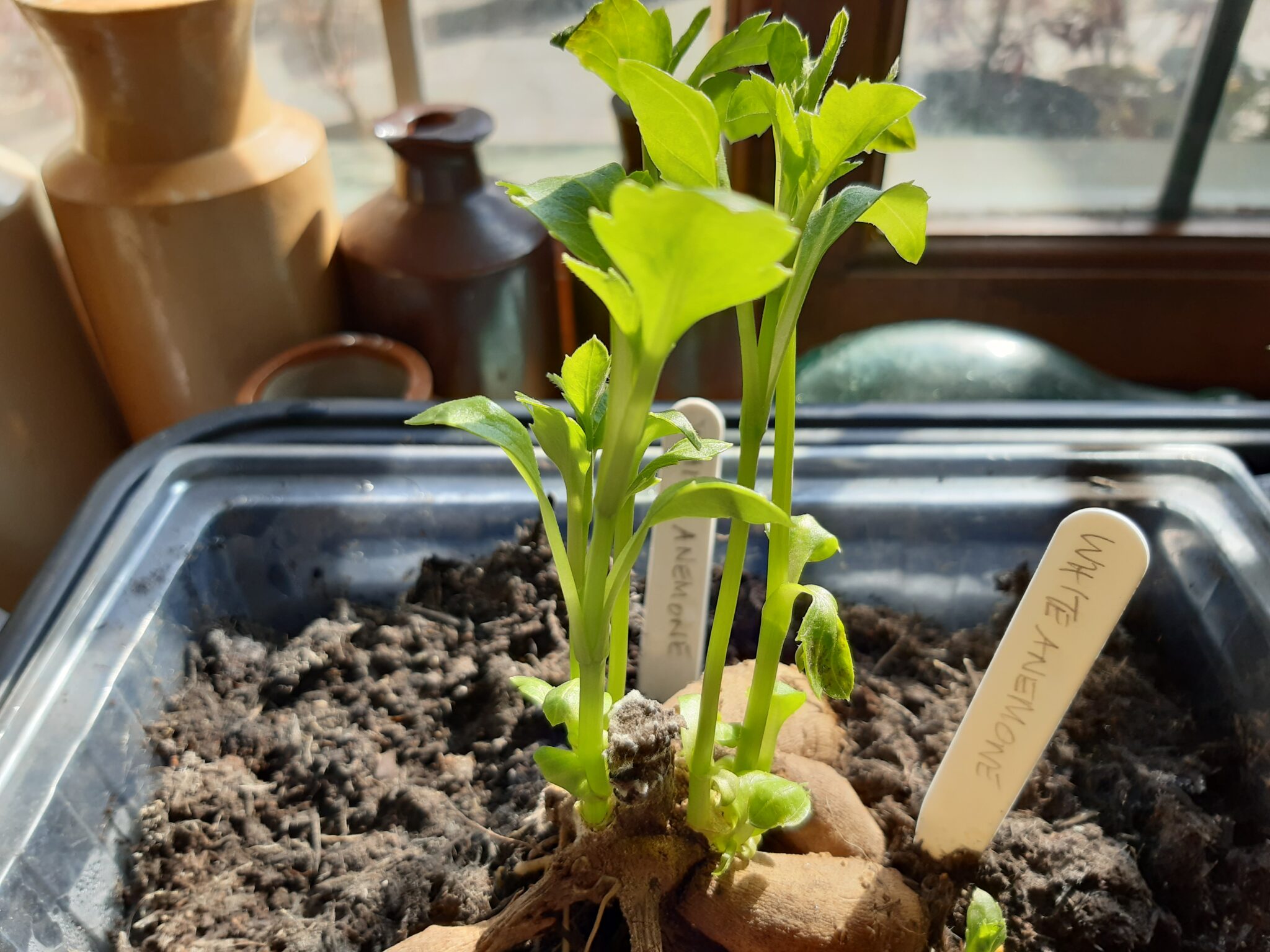 Taking Cuttings Propagating Dahlias - National Dahlia Society